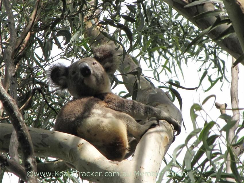 KoalaTracker National Crowdsourced Koala Map