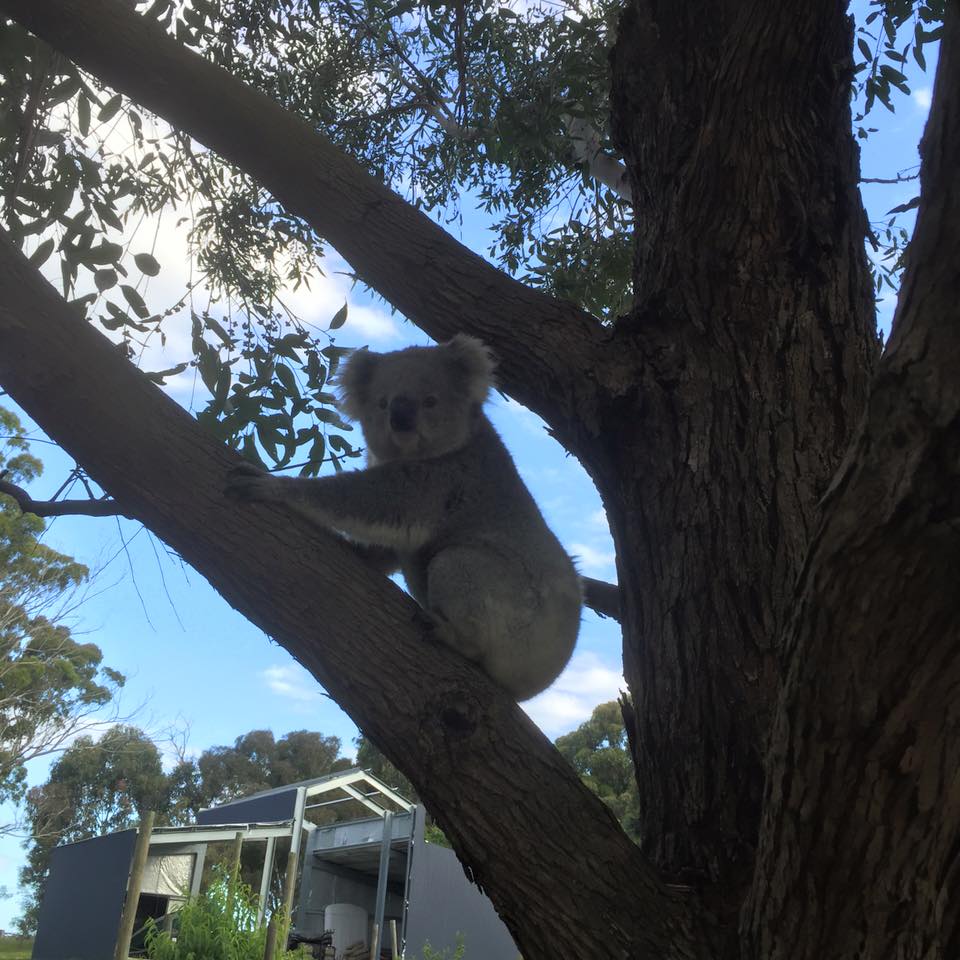 KoalaTracker National Crowdsourced Koala Map