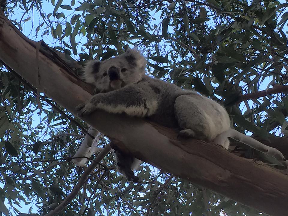 KoalaTracker National Crowdsourced Koala Map