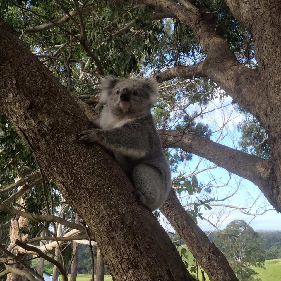 KoalaTracker National Crowdsourced Koala Map
