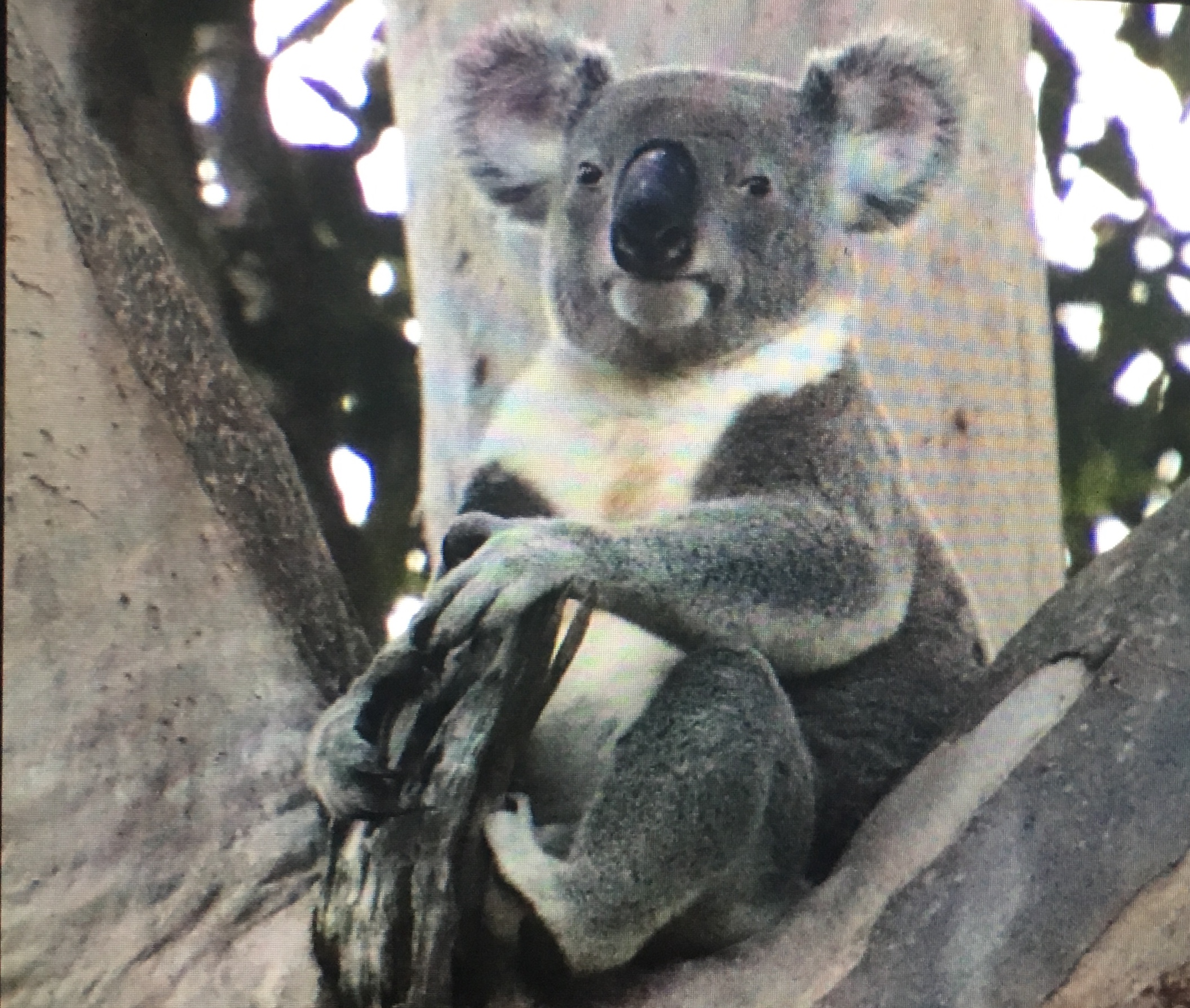 KoalaTracker National Crowdsourced Koala Map
