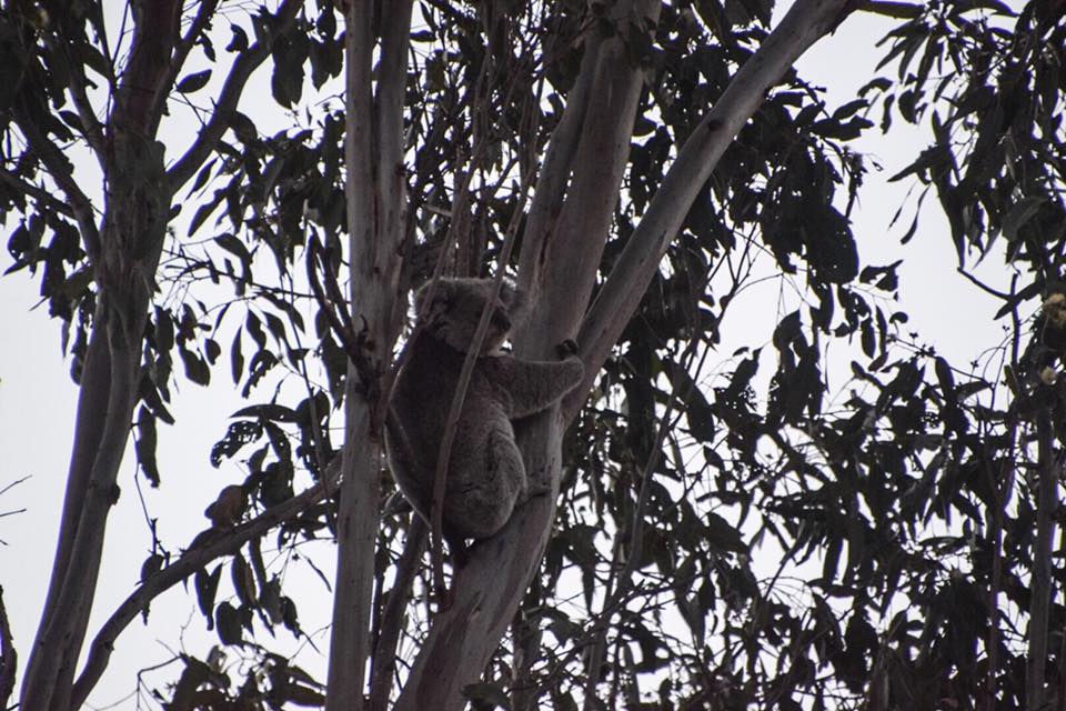 KoalaTracker National Crowdsourced Koala Map