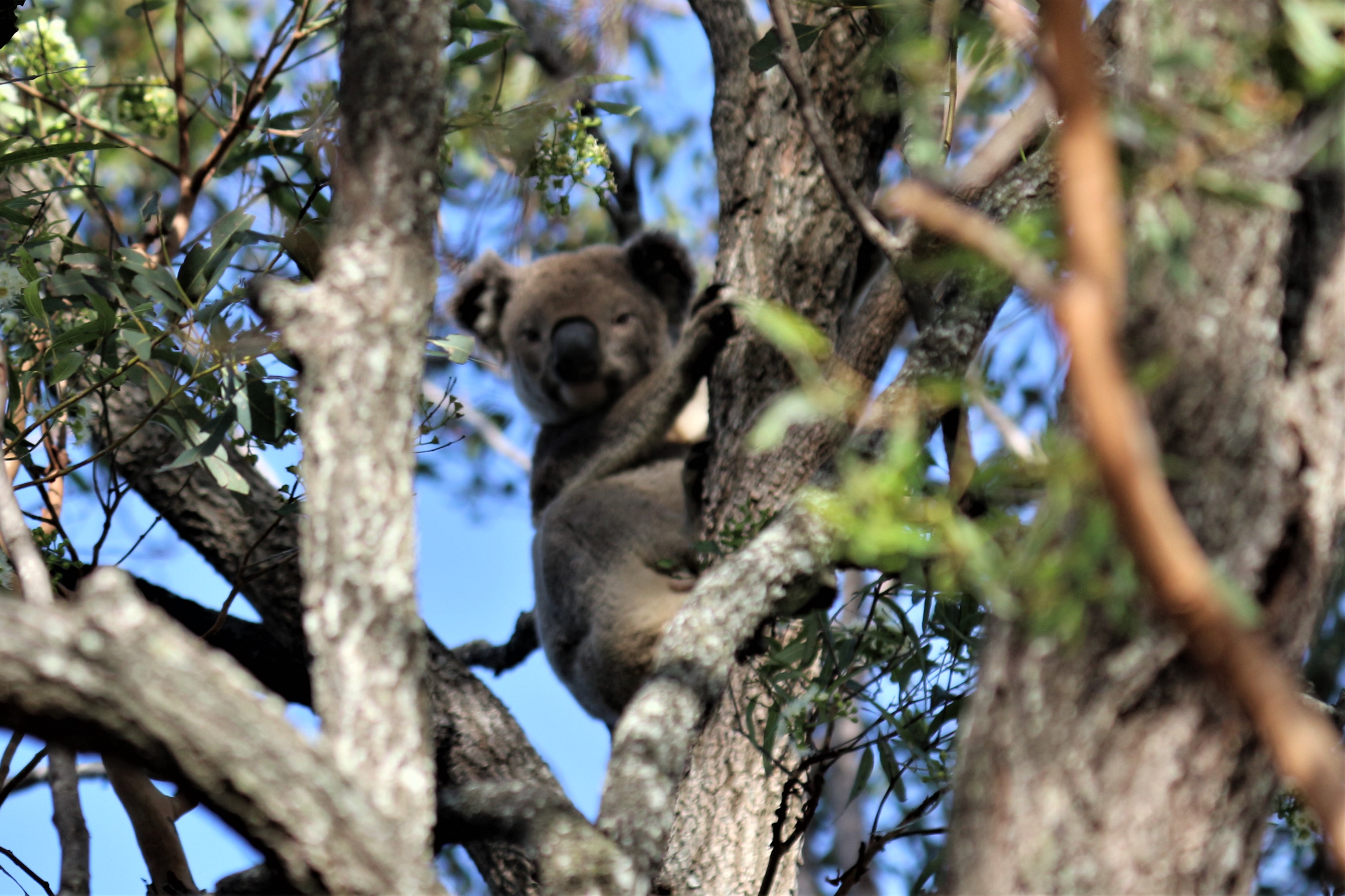 KoalaTracker National Crowdsourced Koala Map