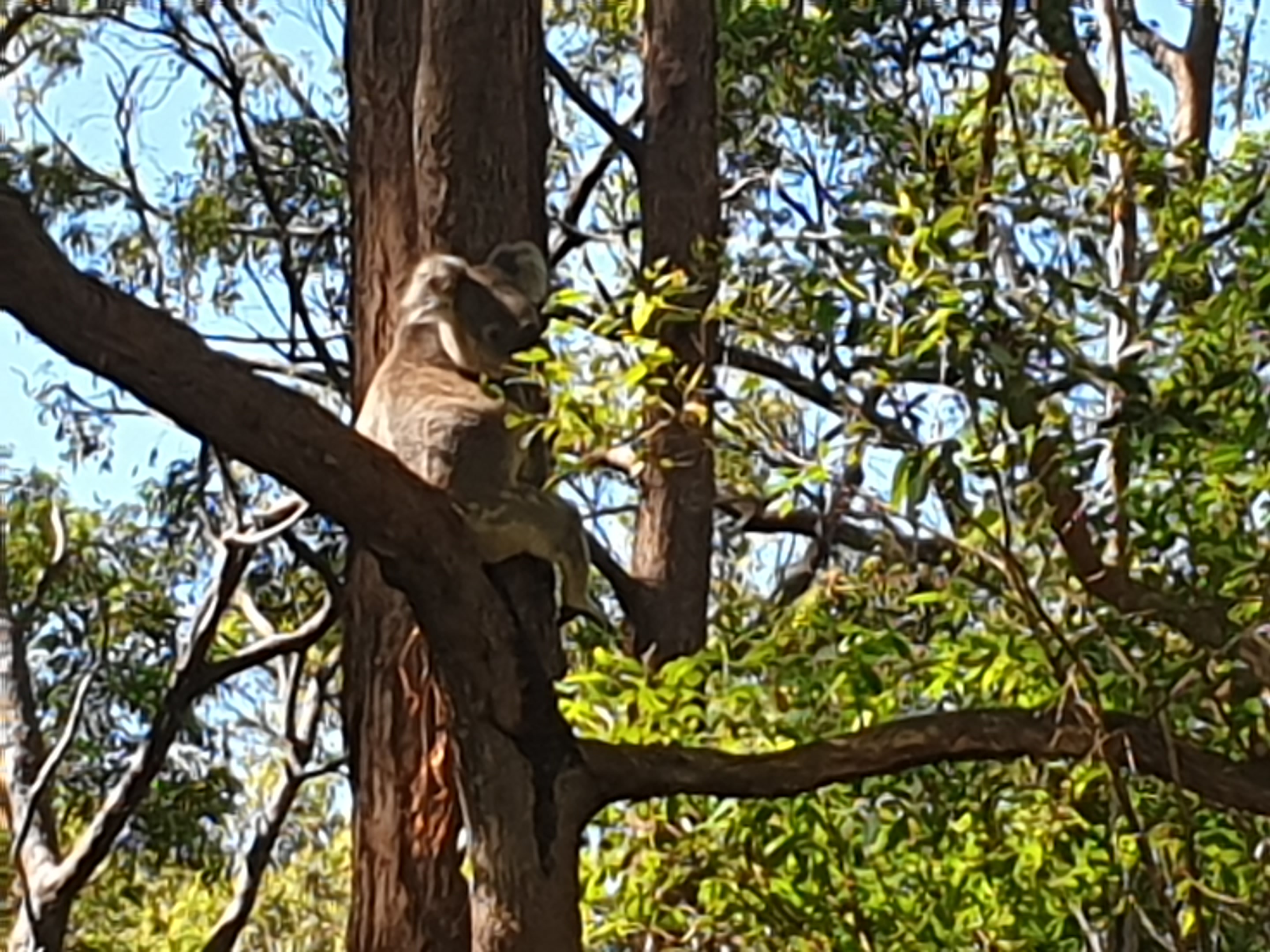 KoalaTracker National Crowdsourced Koala Map