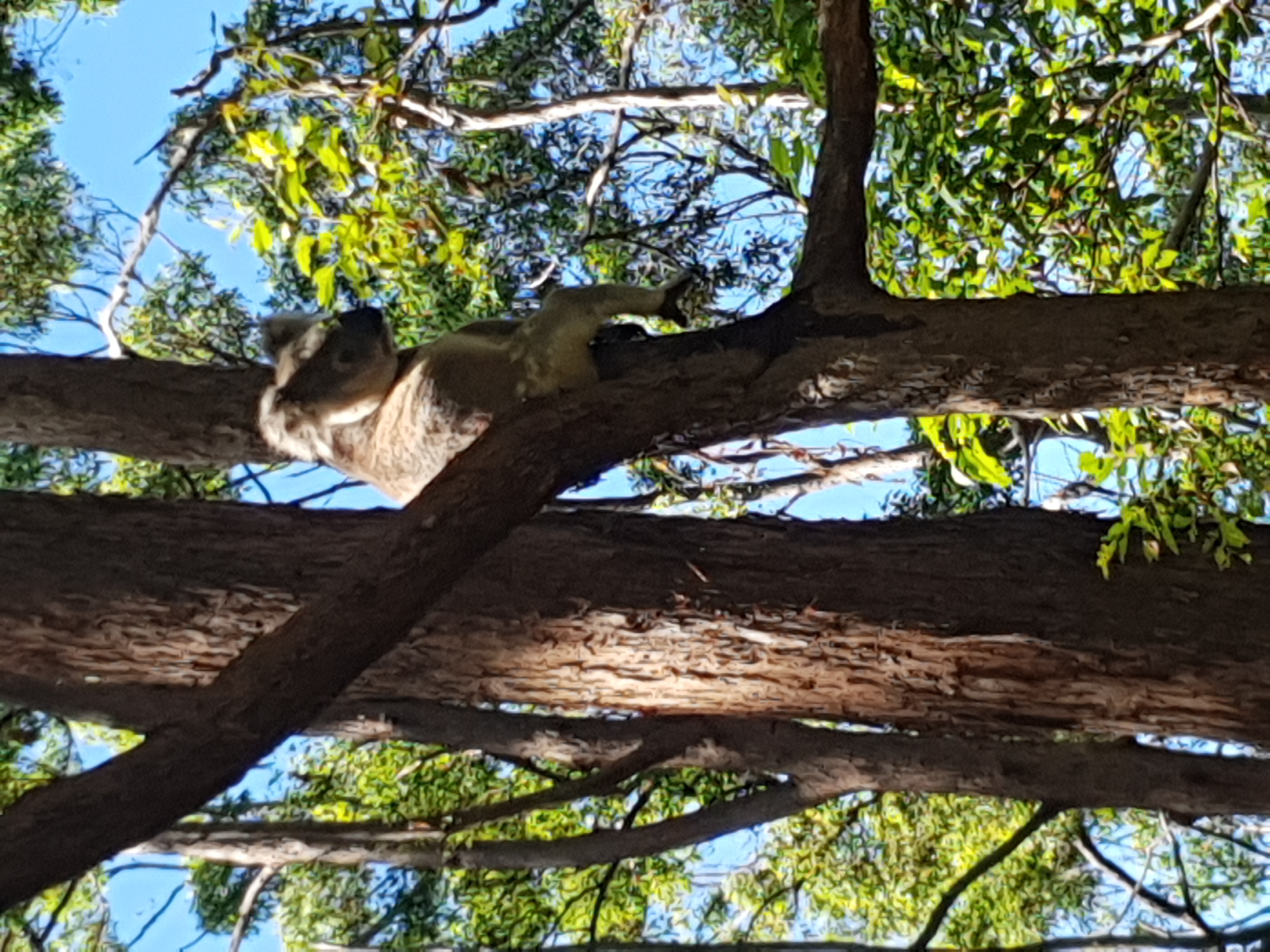 KoalaTracker National Crowdsourced Koala Map